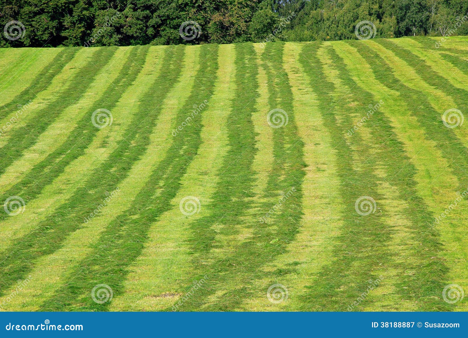 Mowed hay field with rows stock image. Image of harvest - 38188887