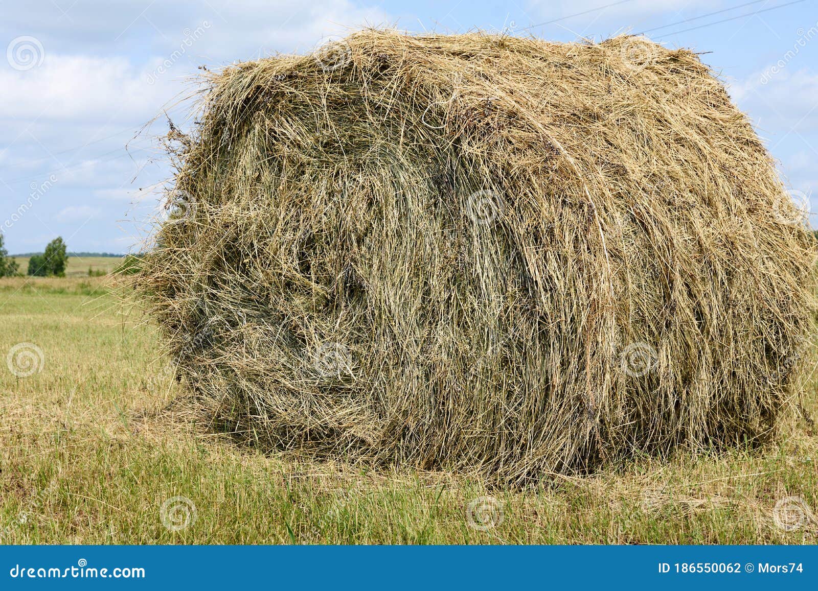 Mowed Hay Stacked for Drying Stock Photo - Image of work, mowing: 186550062