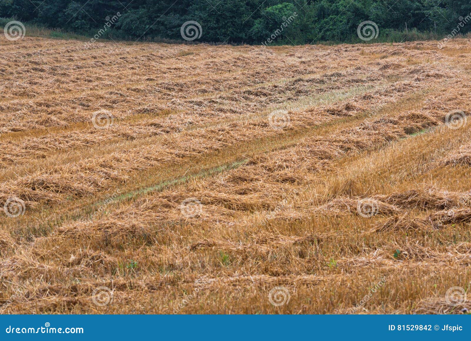 Mowed Stubble Cornfield after Harvest. Stock Photo - Image of cereal ...