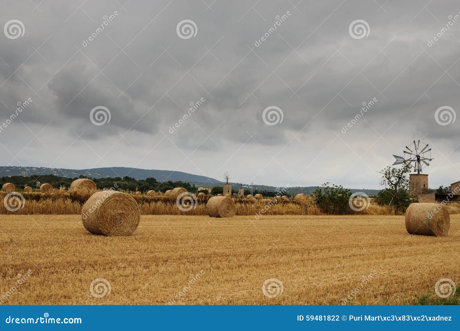 Mowed wheat field stock photo. Image of wheat, straw - 59481822