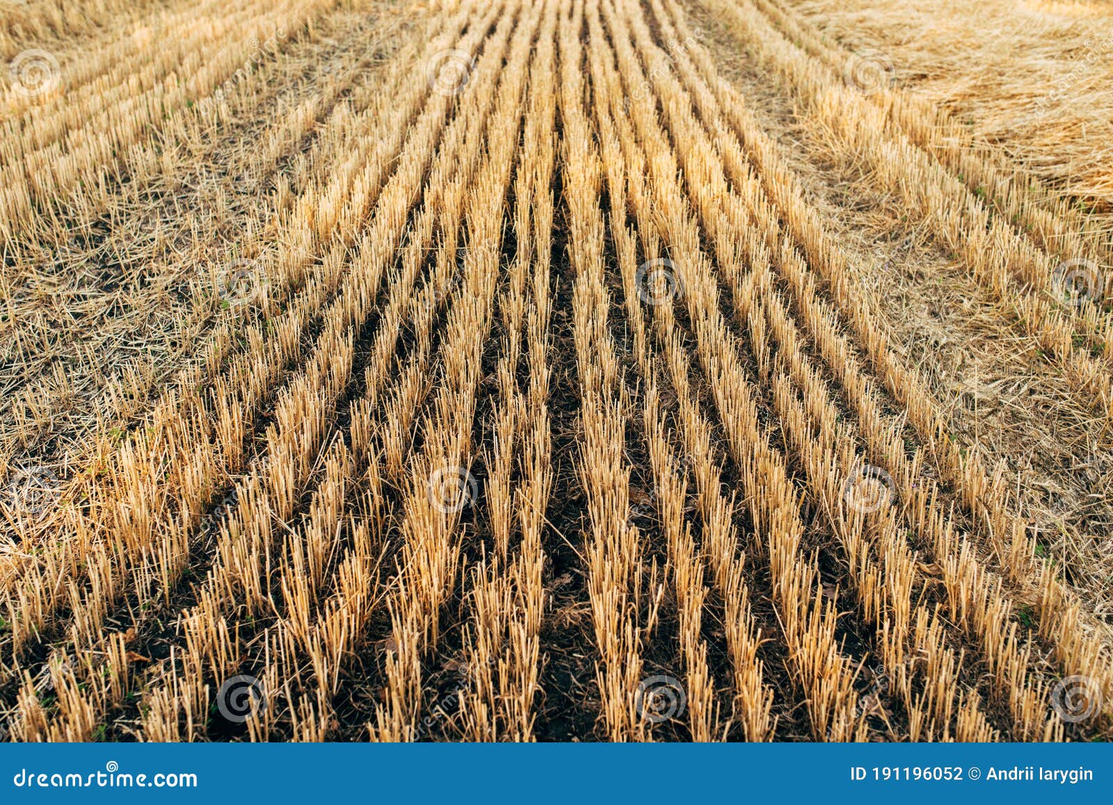 Mowed wheat field stock photo. Image of agricultural - 191196052