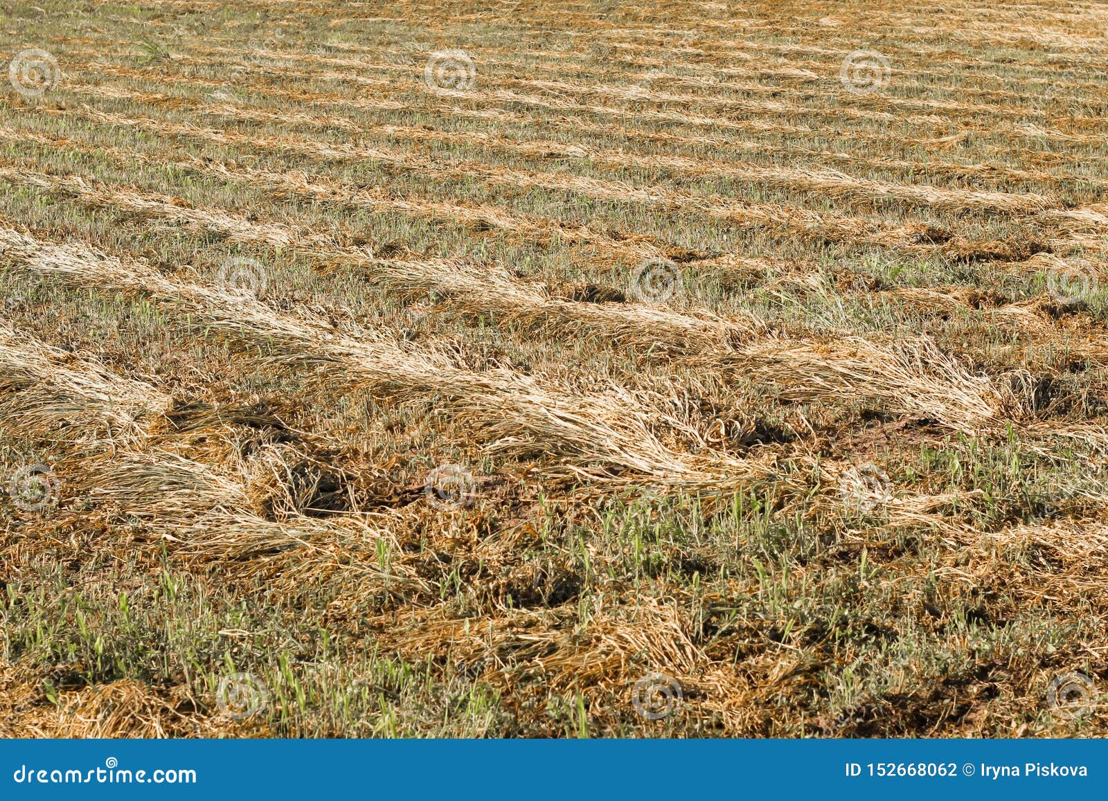Mowed wheat stock photo. Image of farm, nature, rows - 152668062