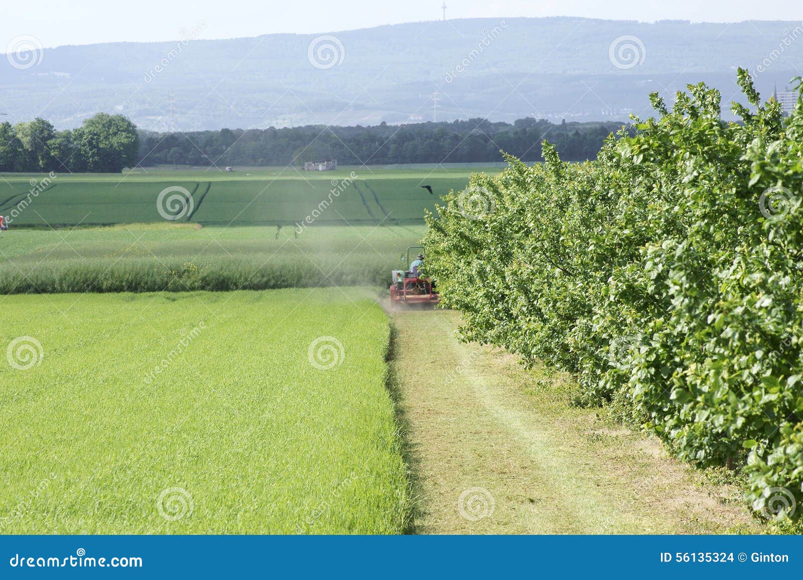 Mowing at the Cherry grove stock photo. Image of mountain - 56135324