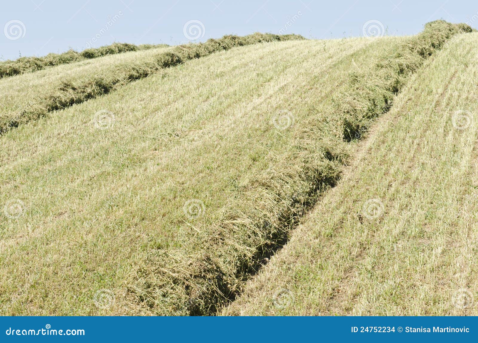 Mown clover stock photo. Image of grass, hayfield, swath - 24752234
