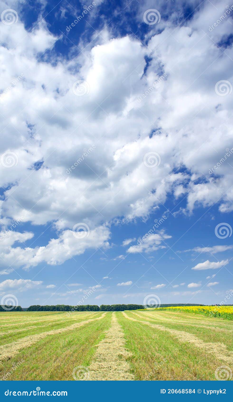 Mown Field of Wheat and Amazing Sunflowers. Stock Photo - Image of ...