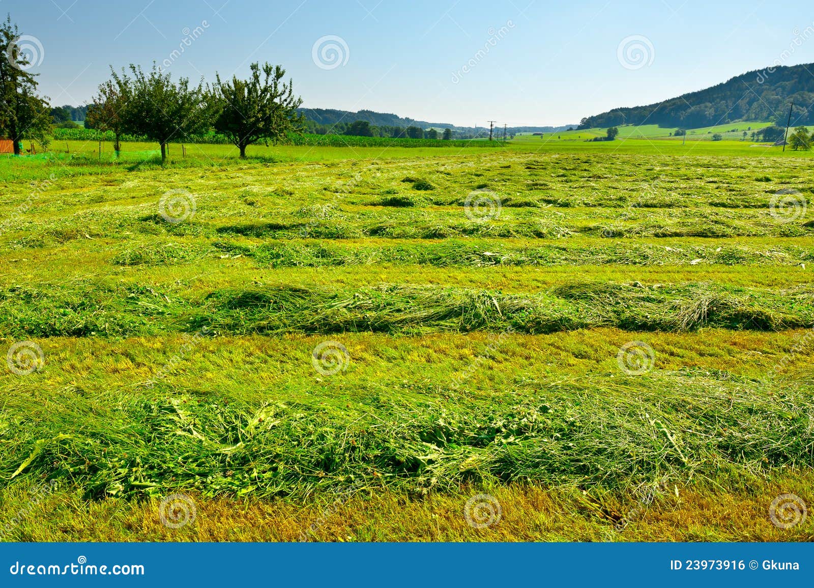 Mown Fields stock photo. Image of foliage, forest, europe - 23973916
