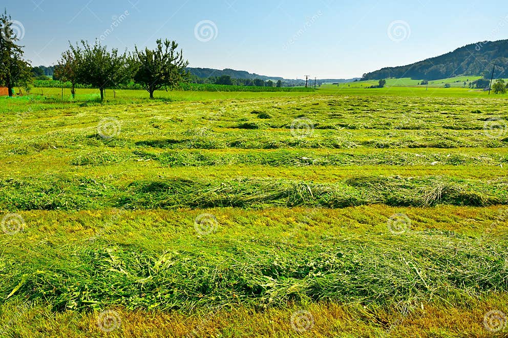 Mown Fields stock photo. Image of foliage, forest, europe - 23973916