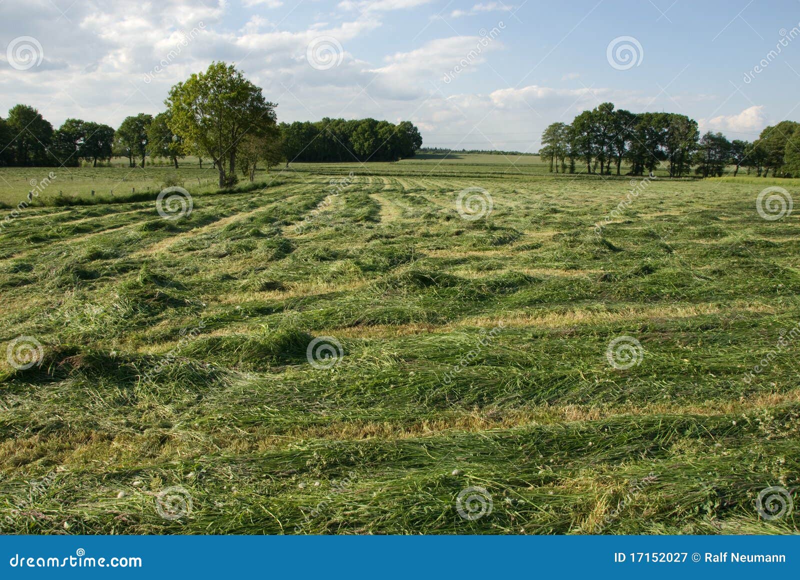 Mown grass stock image. Image of fence, landscape, tree - 17152027
