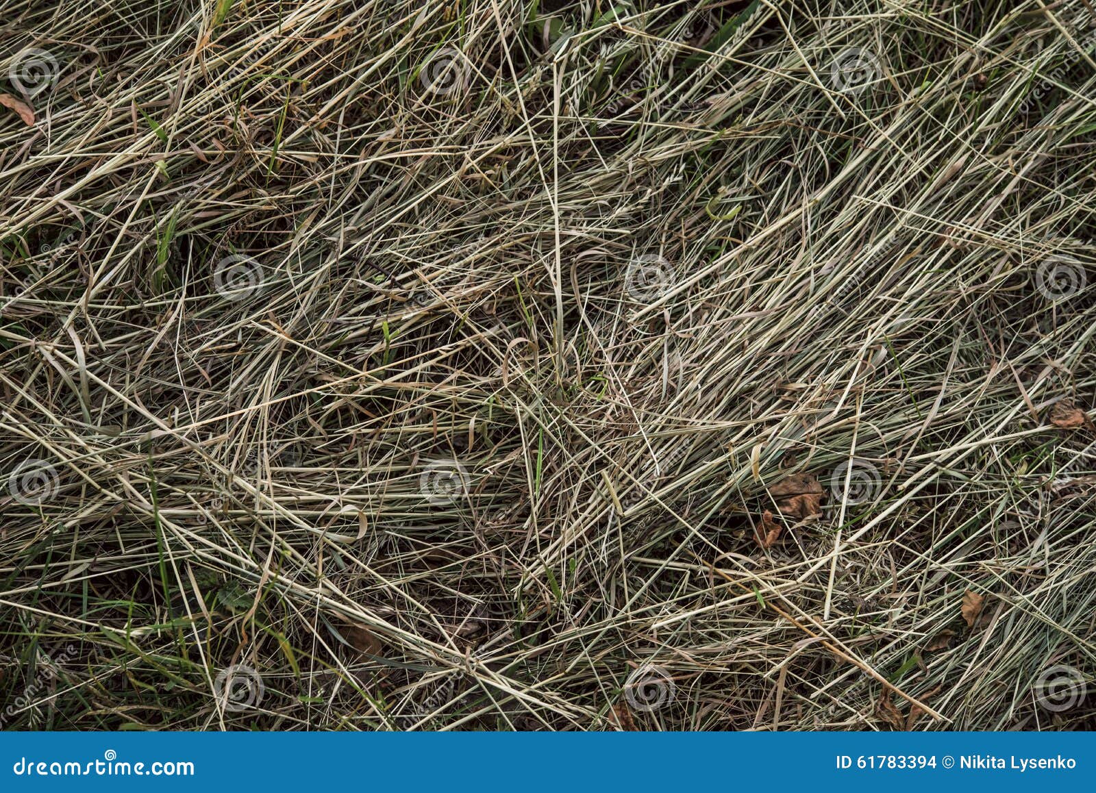 Mown Grass Stock Photography | CartoonDealer.com #61783394