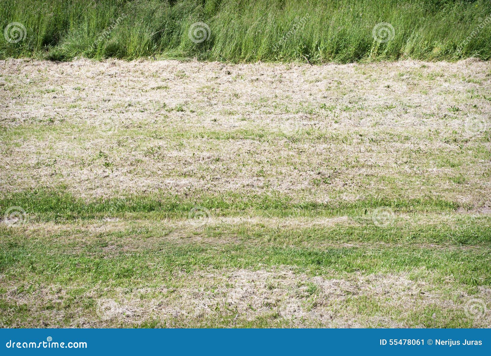 Mown grass field stock image. Image of green, growth - 55478061