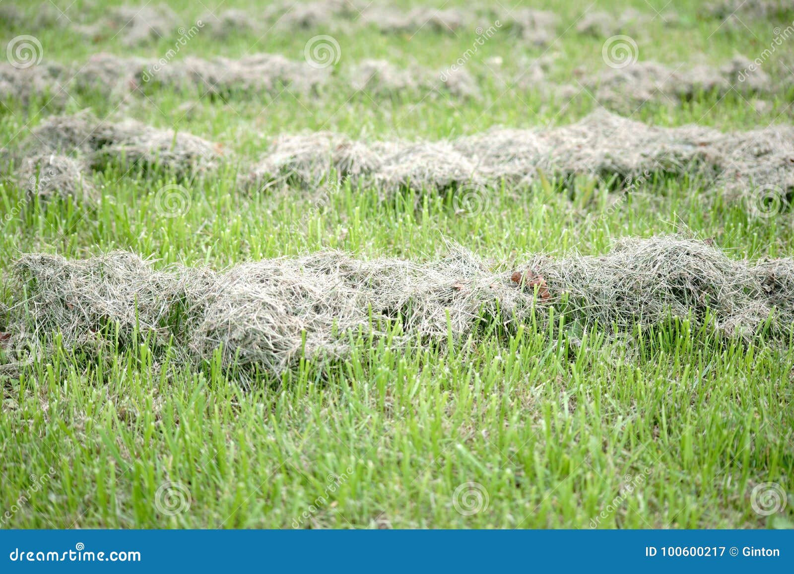 Mown grass stock image. Image of grass, spread, husbandry - 100600217