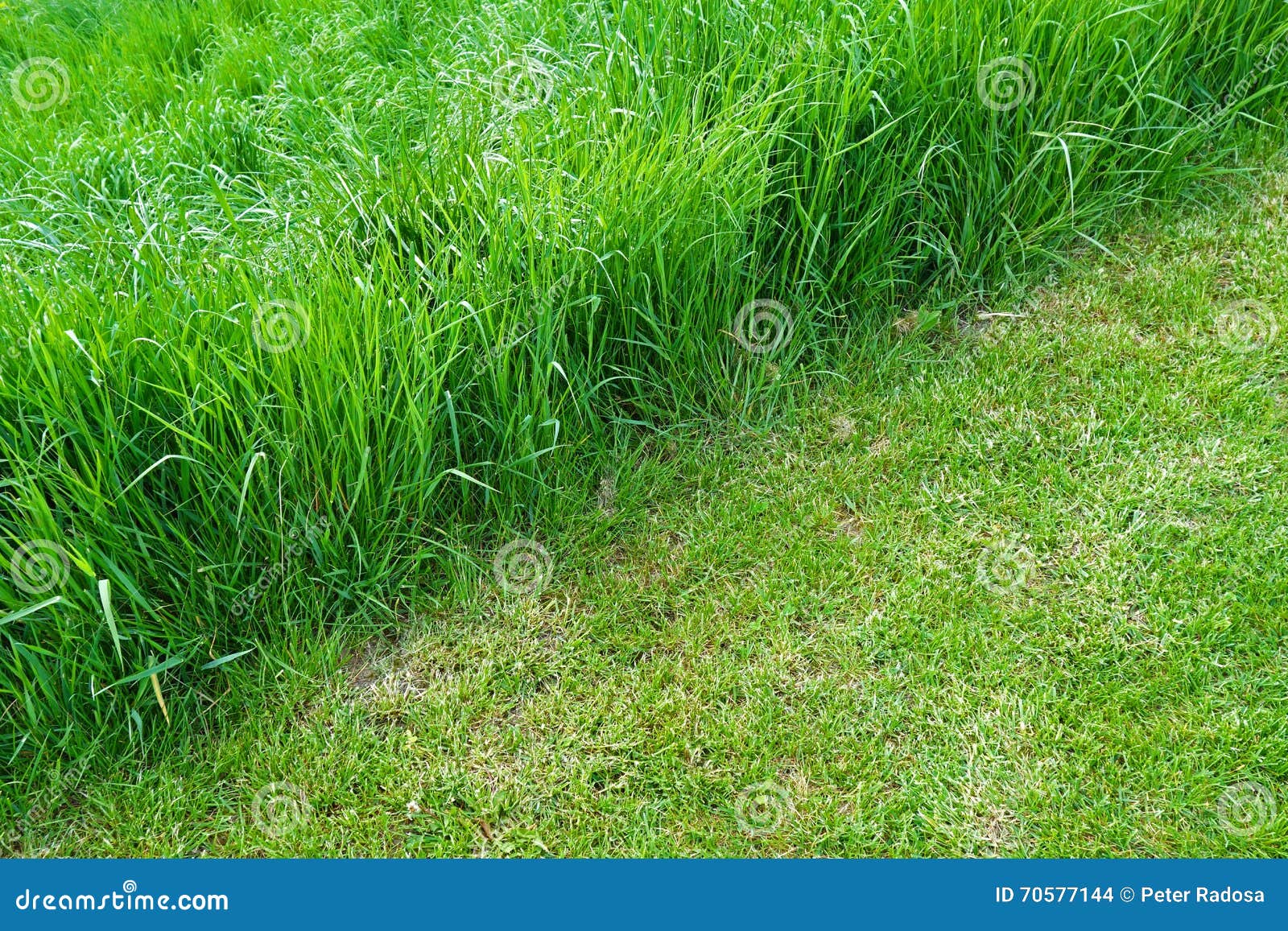 Mown grass stock photo. Image of green, space, garden - 70577144