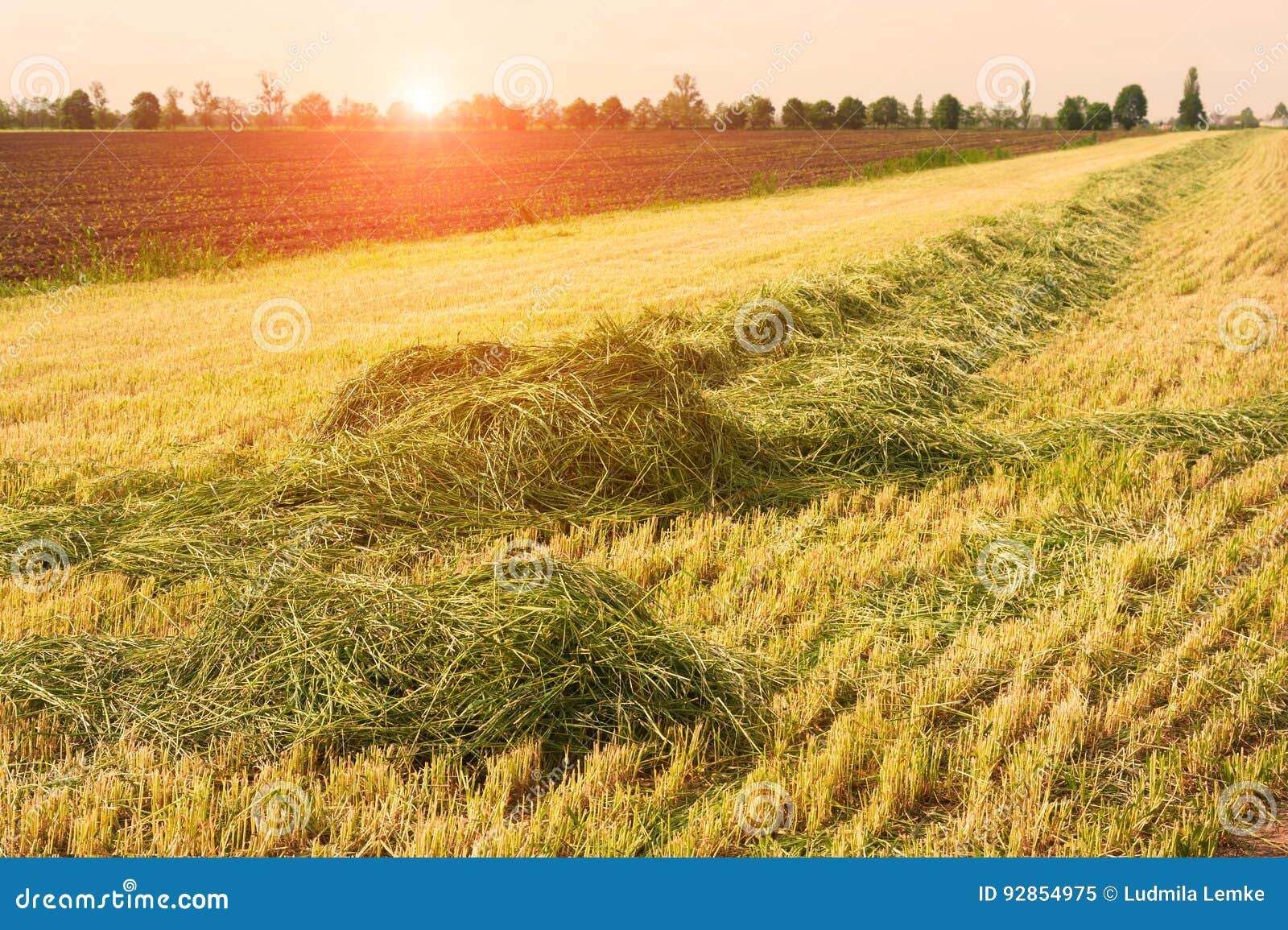 Mown green grass field. stock image. Image of country - 92854975