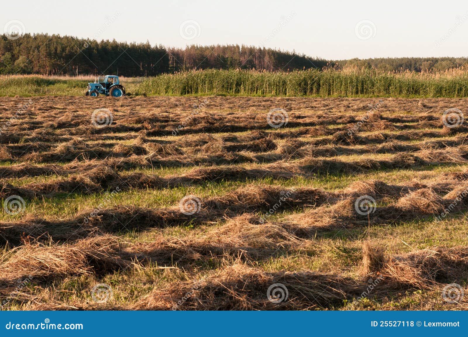 Mown hay stock photo. Image of outdoors, agriculture - 25527118