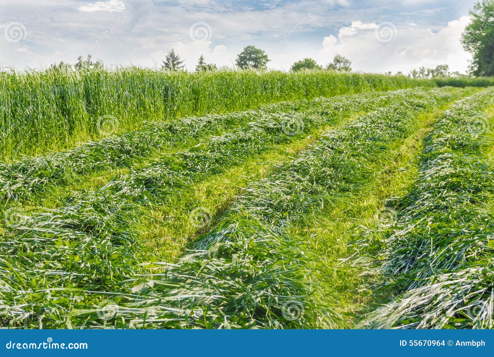 Mown hay stock photo. Image of provender, ecology, forage - 55670964
