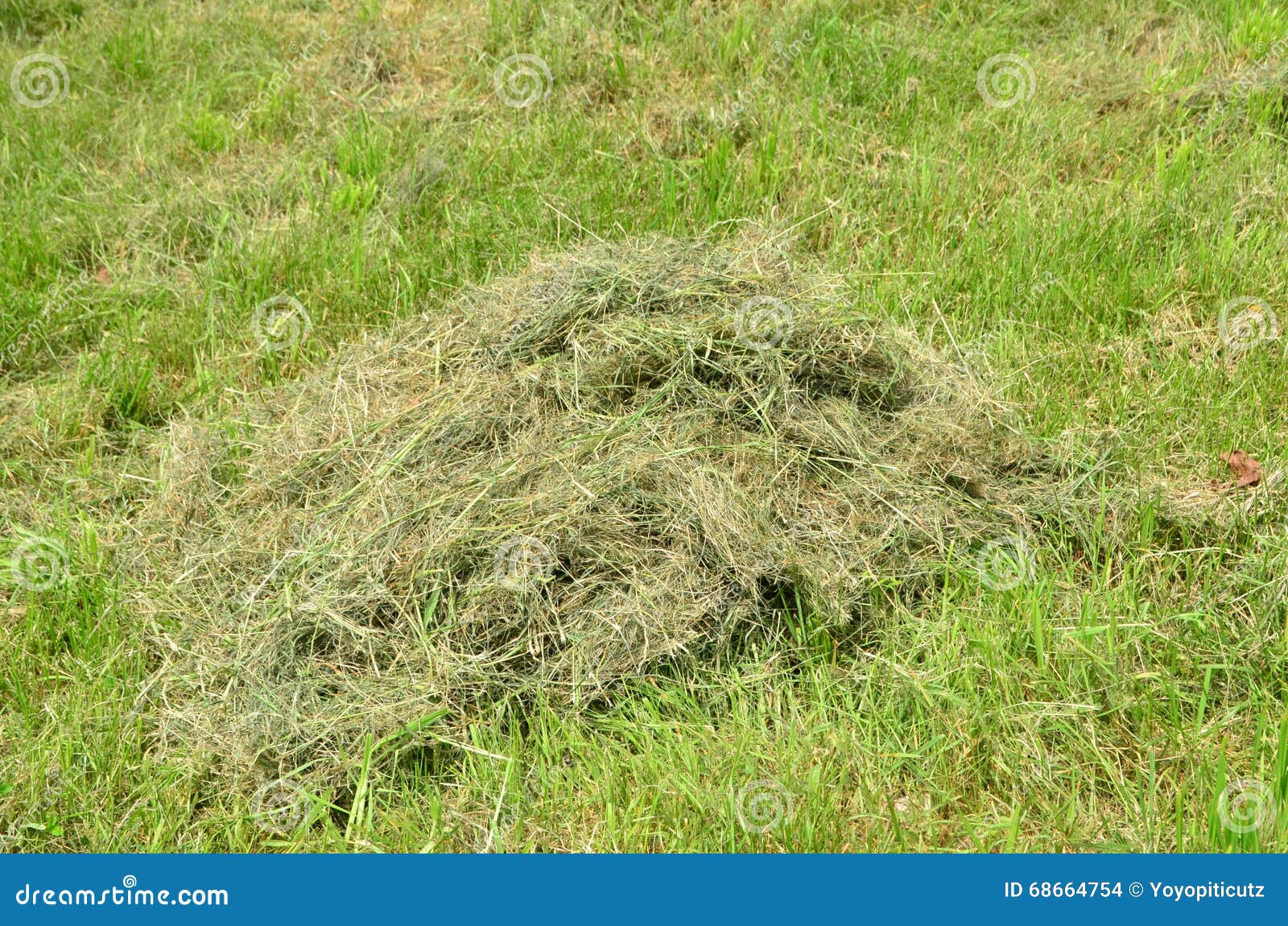 Mown hay stock photo. Image of nature, grass, fresh, harvest - 68664754