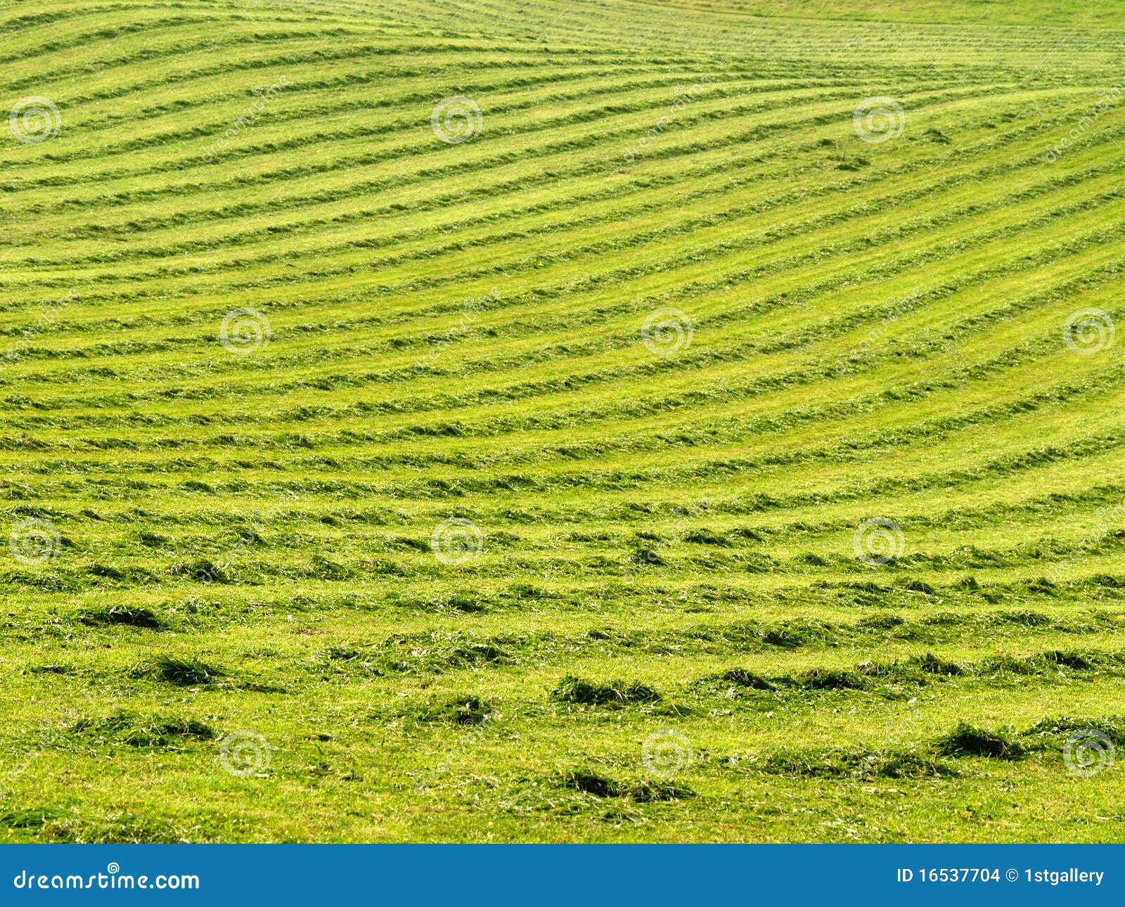 Mown lawn with lines 1 stock photo. Image of green, mowed - 16537704