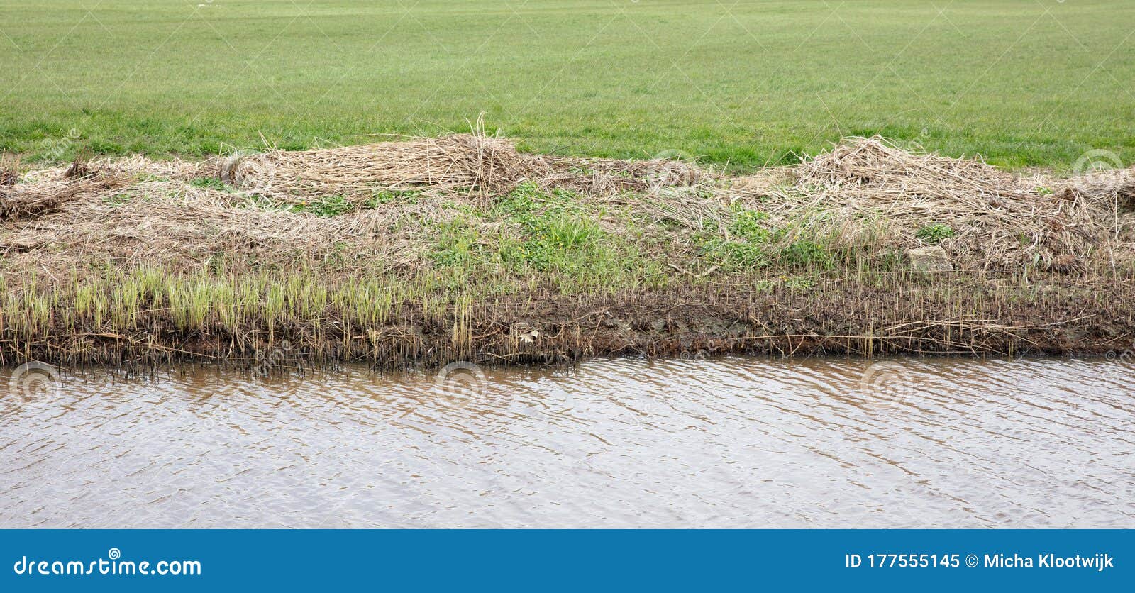Mown Reed at the Side of the Ditch Stock Image - Image of farm, cane ...