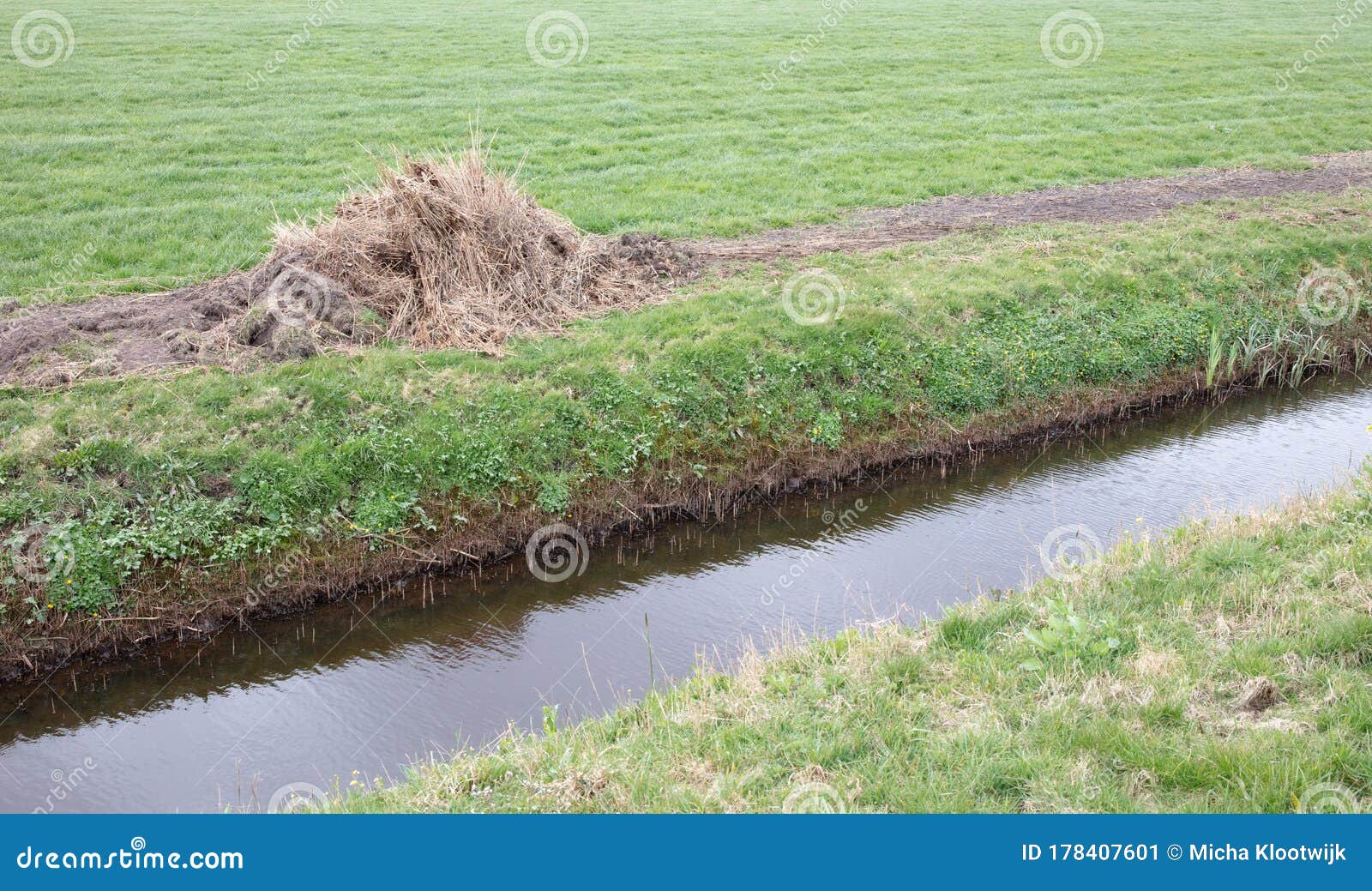 Mown Reed at the Side of the Ditch Stock Image - Image of agriculture ...