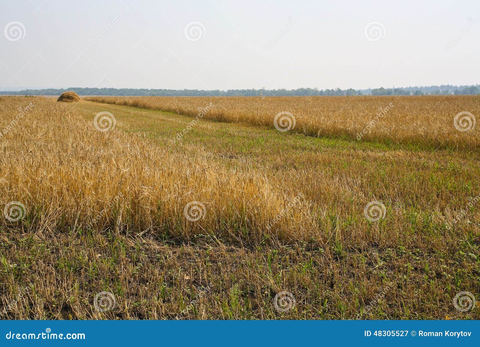 Mown wheat field and stack stock image. Image of cereal - 48305527