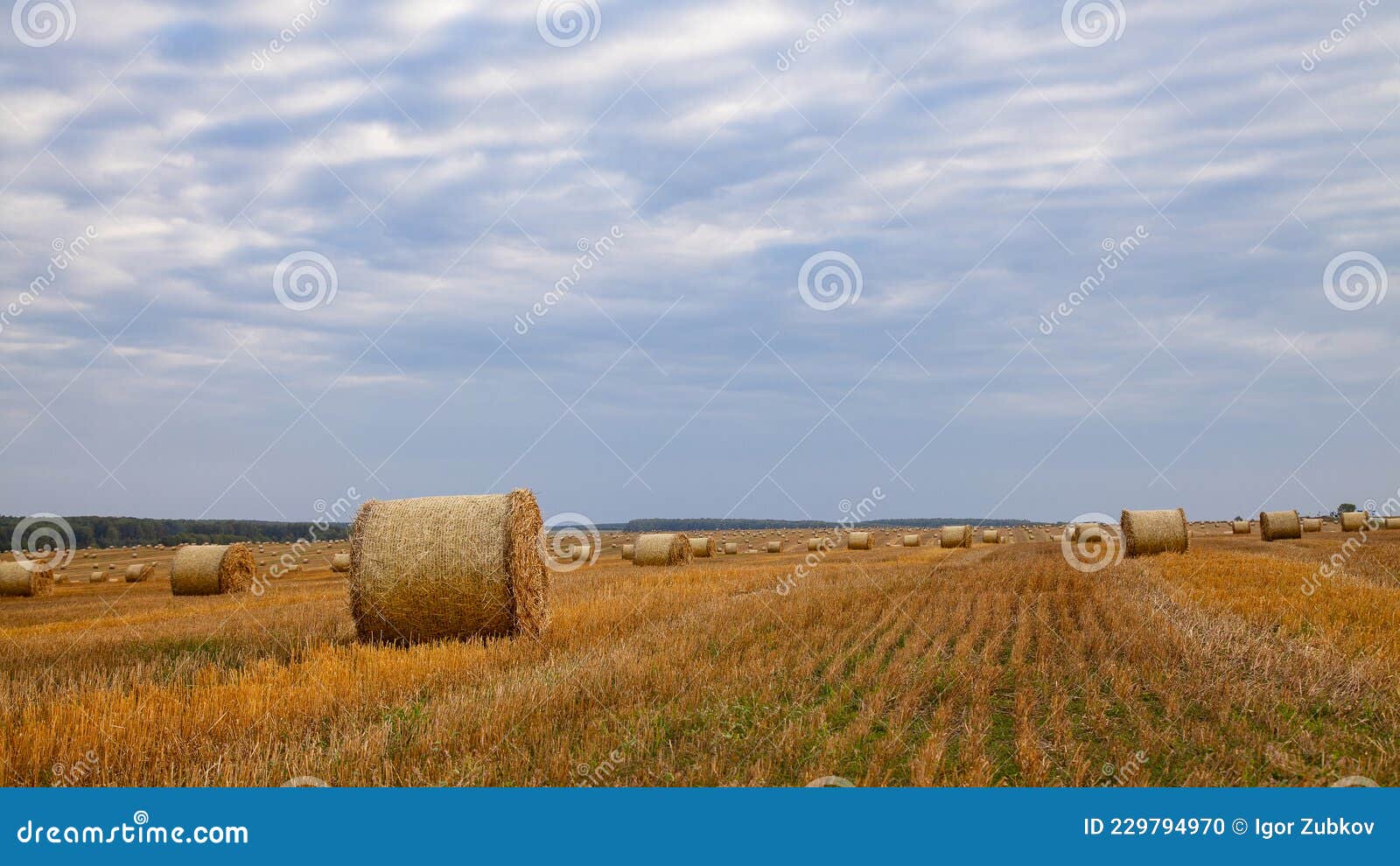 The Mown Wheat Field on Which the Straw is Located Stock Photo - Image ...