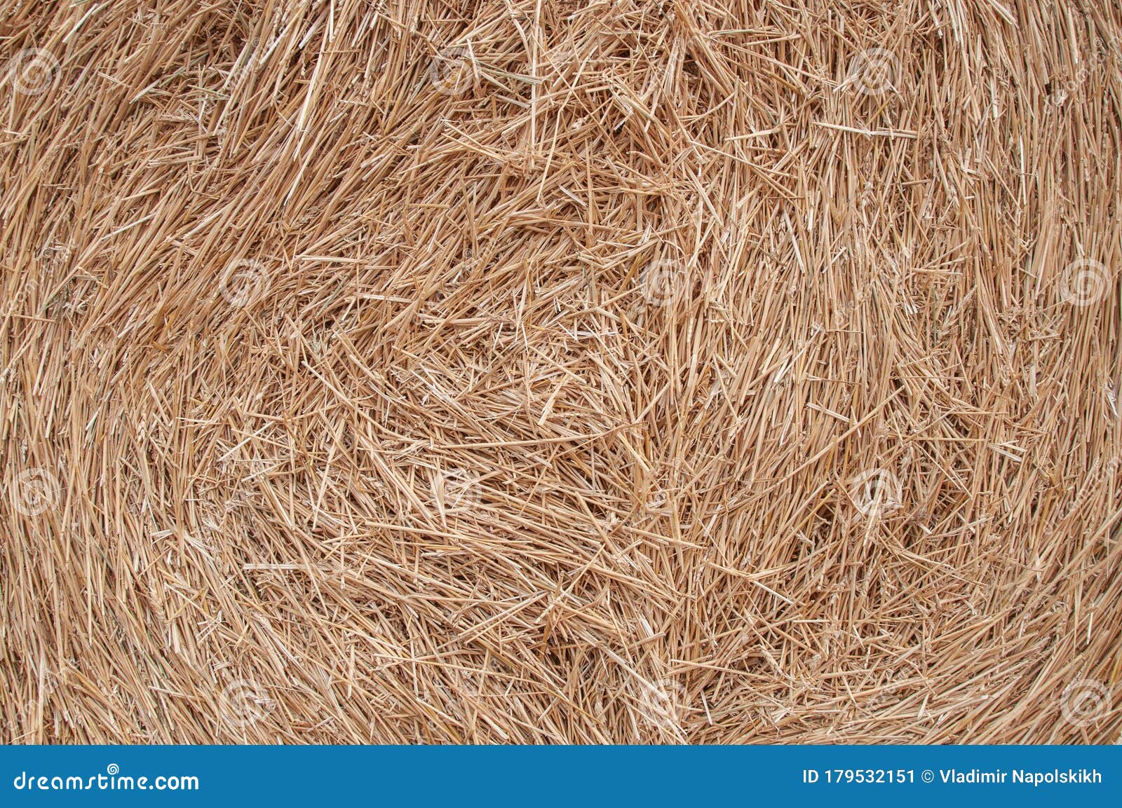 Mown Yellow Grass, Beautiful Texture, Straw Patterns Stock Image ...
