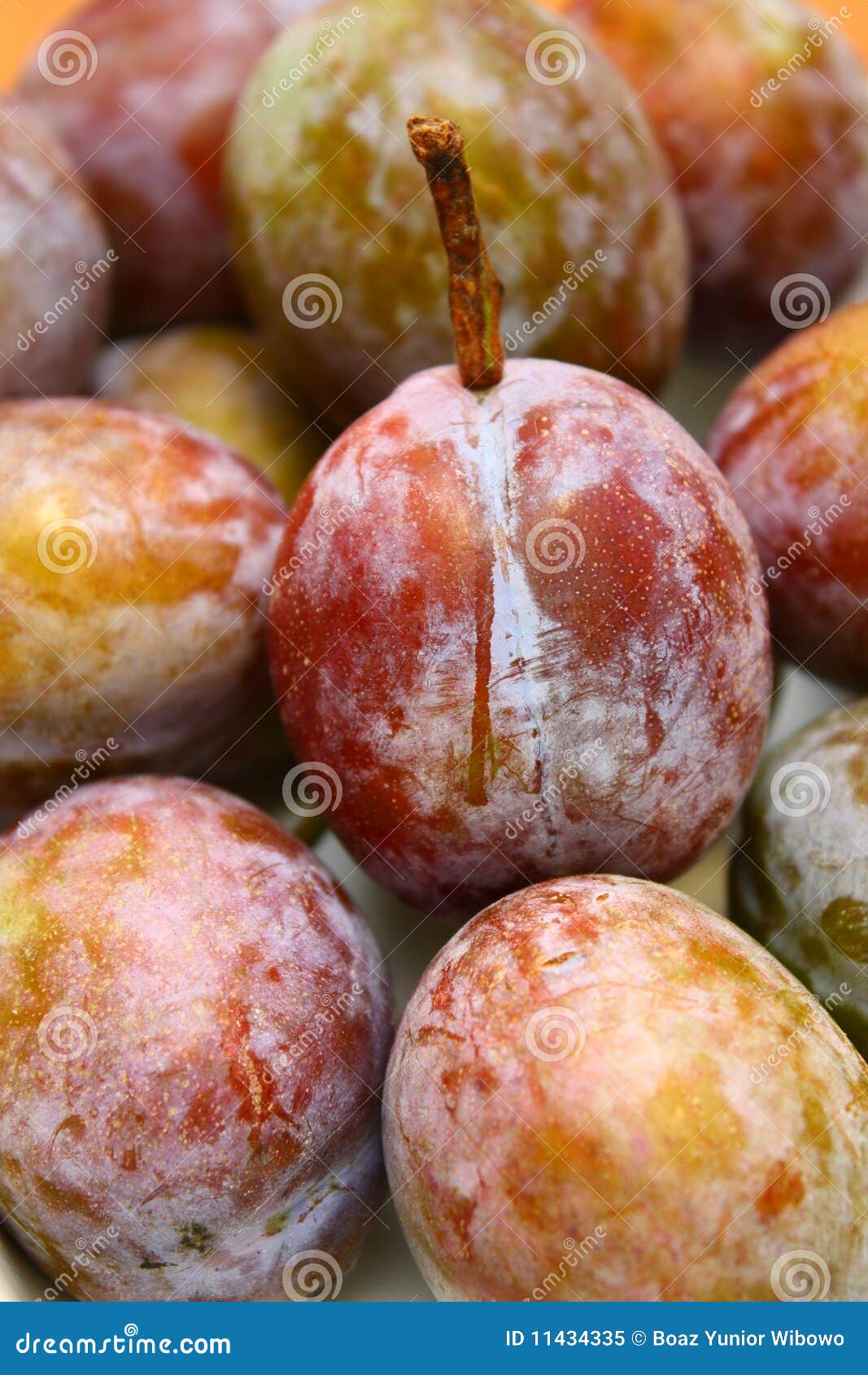 Moyer Prunes stock image. Image of prune, food, fructus - 11434335