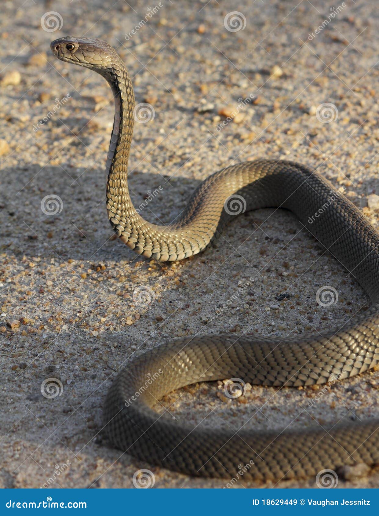 Mozambique Spitting Cobra stock image. Image of biology - 18629449