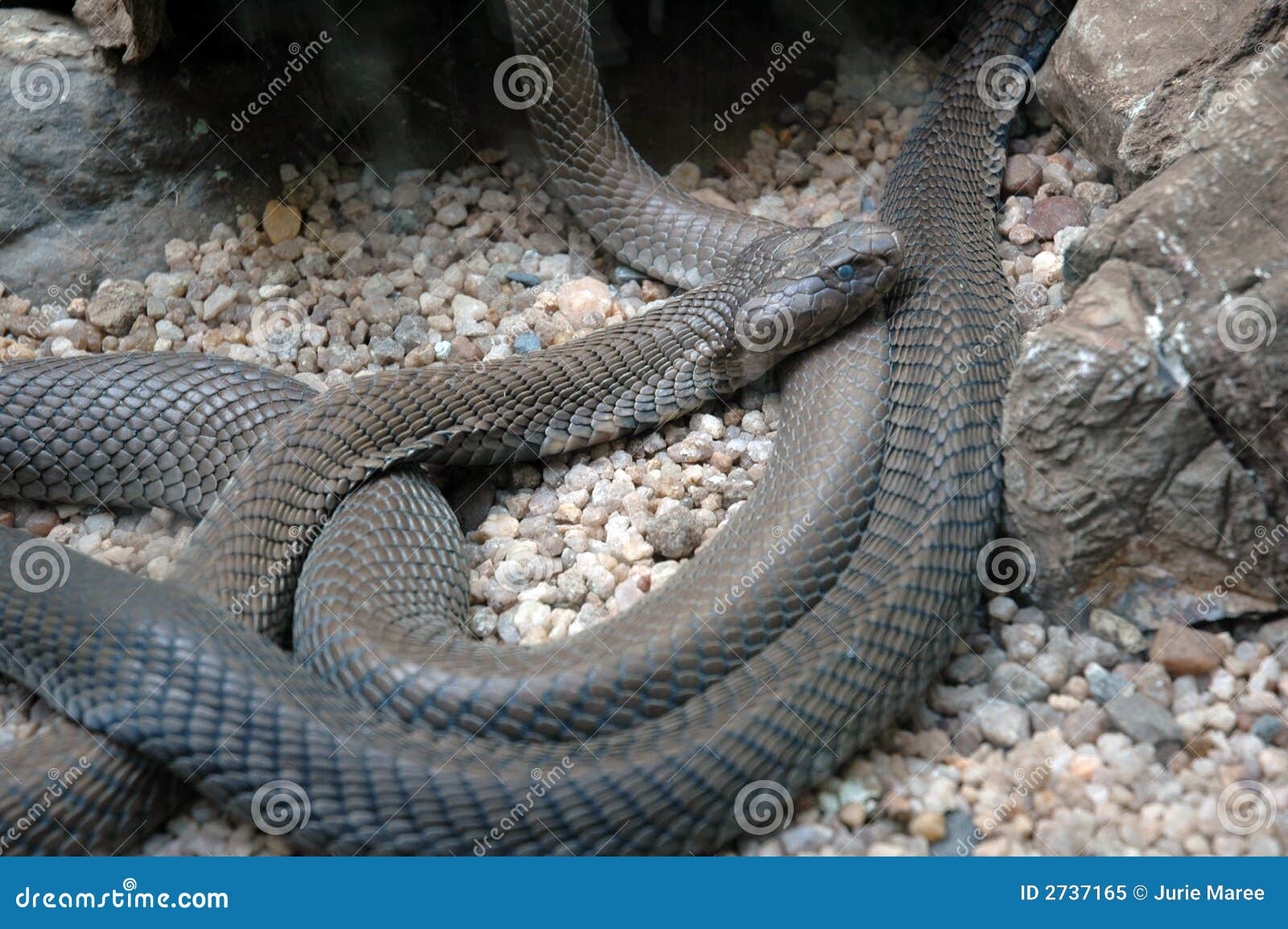Mozambique Spitting Cobra. stock image. Image of endangered - 2737165