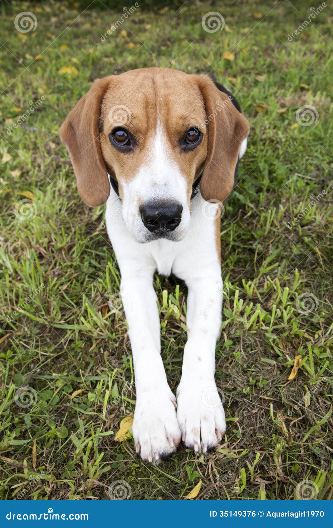 Mr beagle stock photo. Image of meadow, little, doggy - 35149376