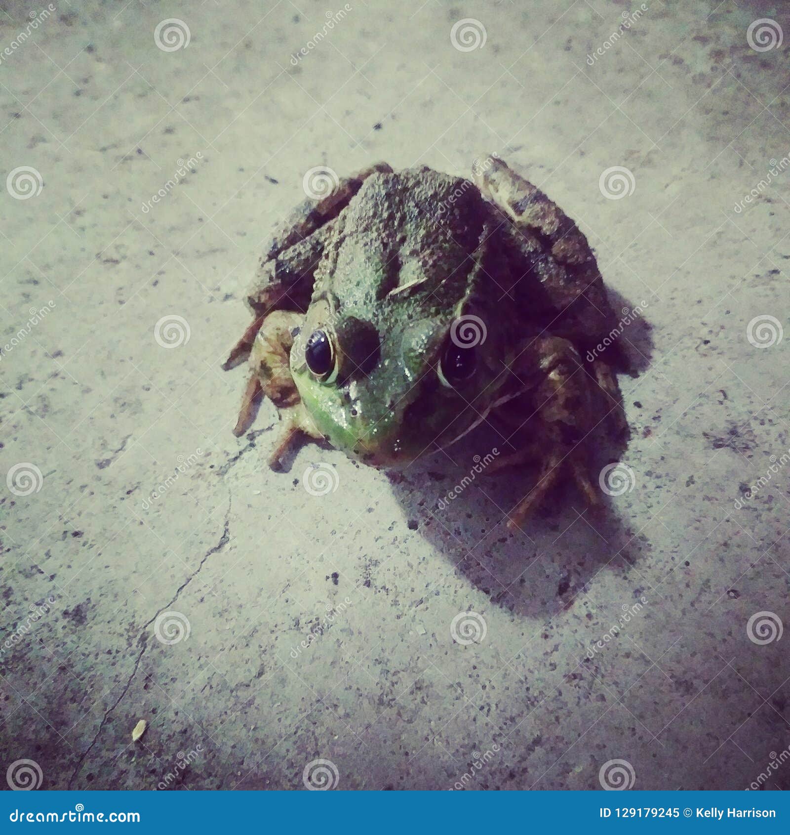 Mr Frog stock image. Image of life, green, toad, frog - 129179245