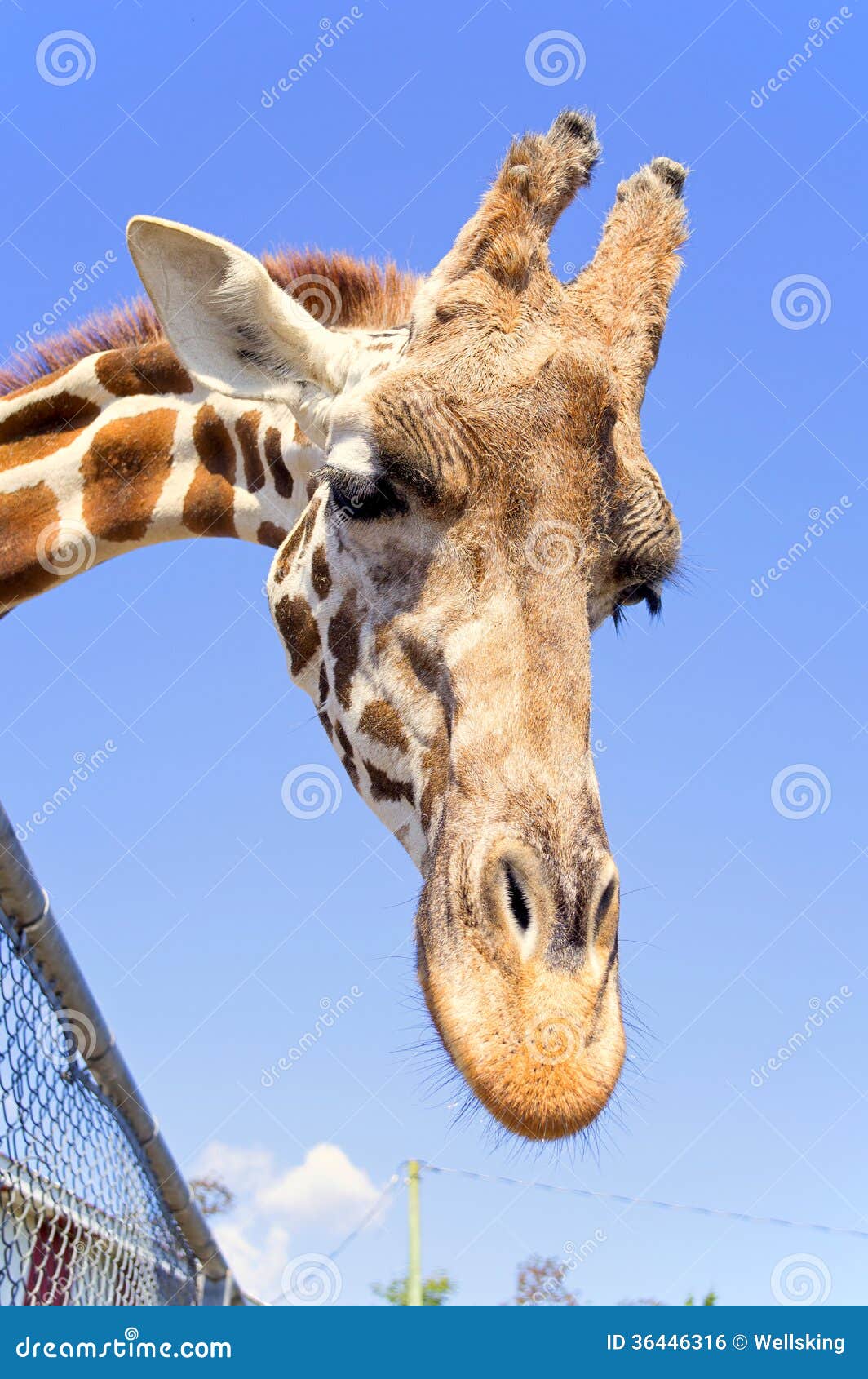 Mr. Giraffe says hello! stock photo. Image of mammal - 36446316