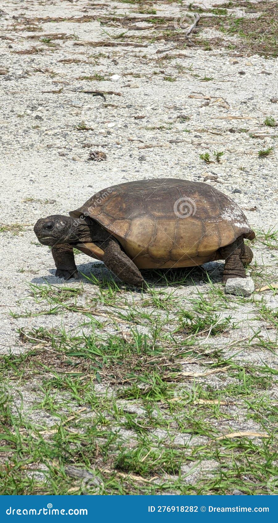 Mr Gopher Tortoise stock photo. Image of amphibian, snake - 276918282