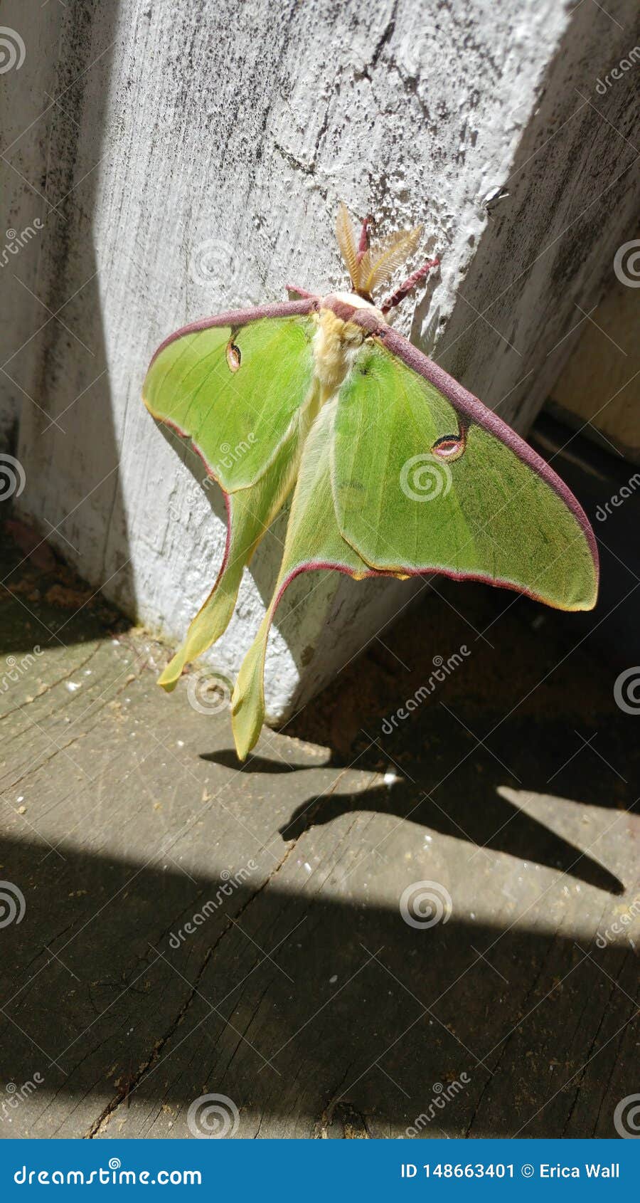 Mr greenback stock image. Image of greenback, flying - 148663401