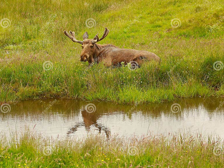Mr Moose stock photo. Image of reflection, mammal, beauty - 81615682