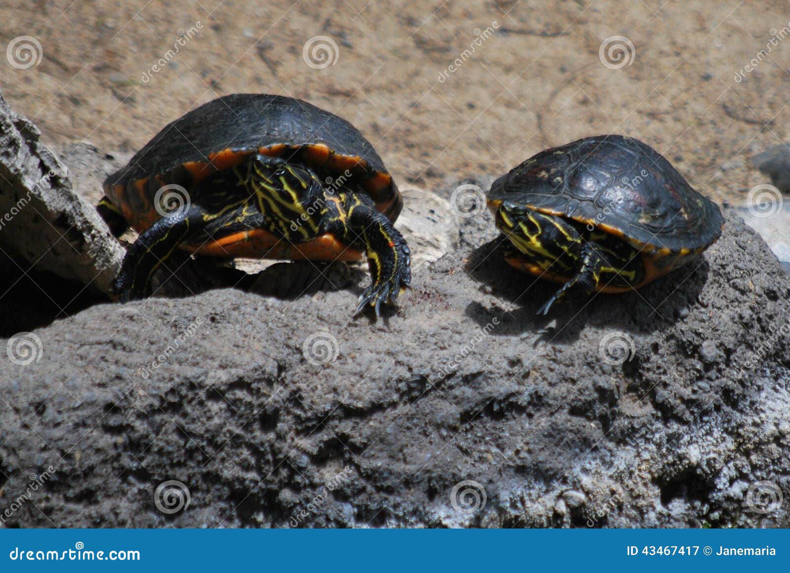 Mr & Mrs Turtle stock image. Image of relaxing, petting - 43467417