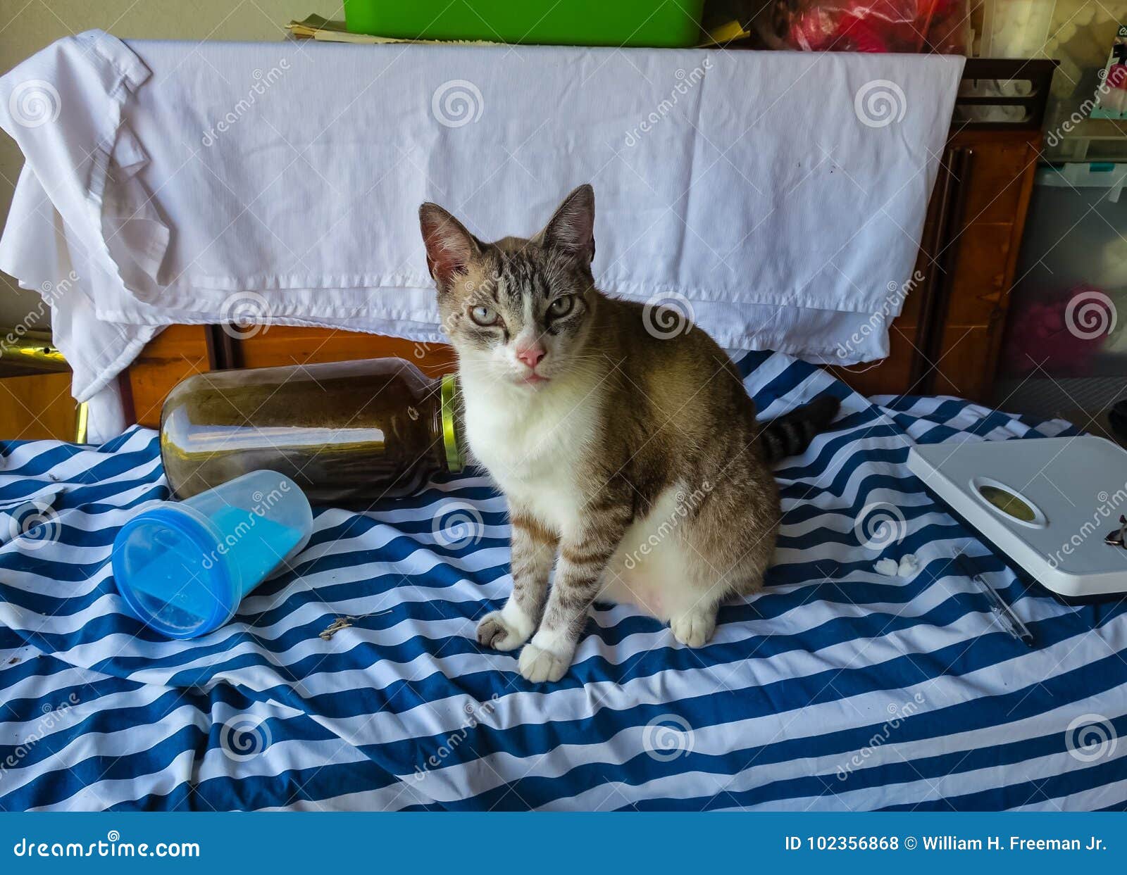 Mr. Oscar the cat stock photo. Image of watching, brown - 102356868