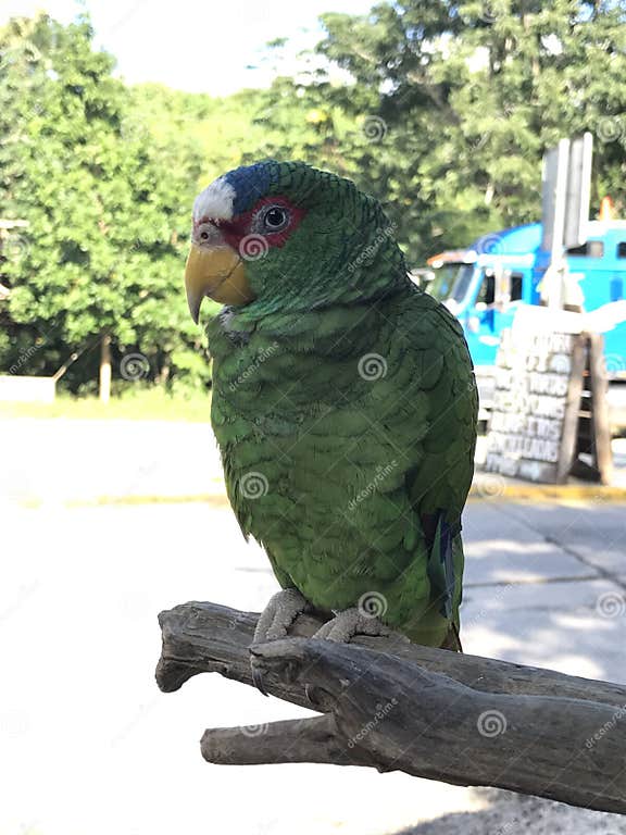 Mr. Parrot posing stock image. Image of posing, parrot - 104270413