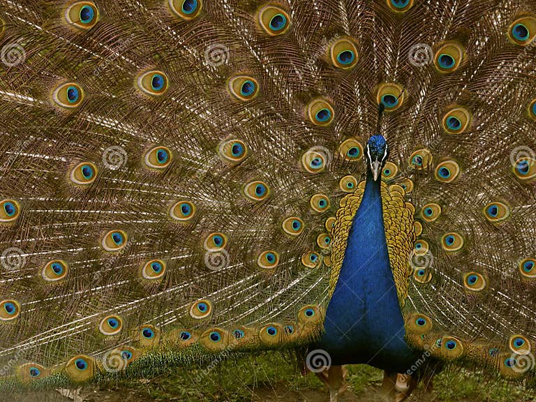 Mr. Peacock stock photo. Image of green, canada, grass - 1120426
