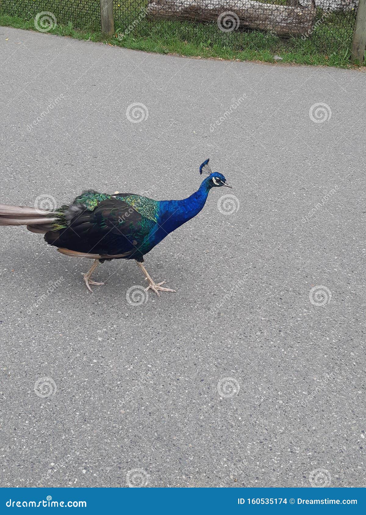 Mr peacock out for a walk stock photo. Image of stroll - 160535174
