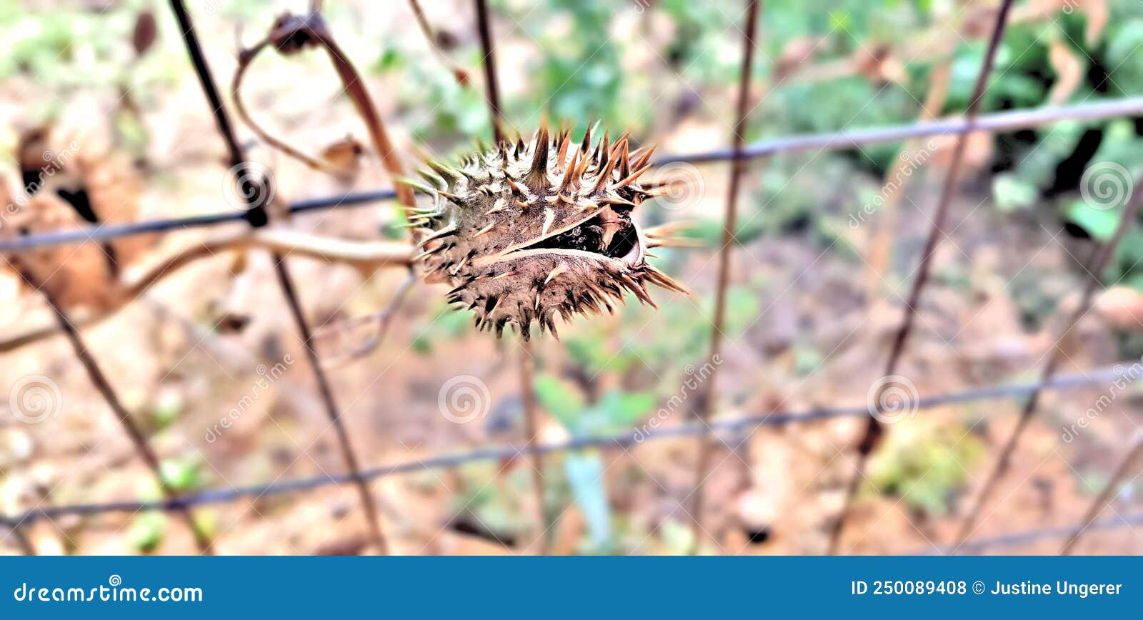 Mr Prickly sticks out stock photo. Image of prickly - 250089408