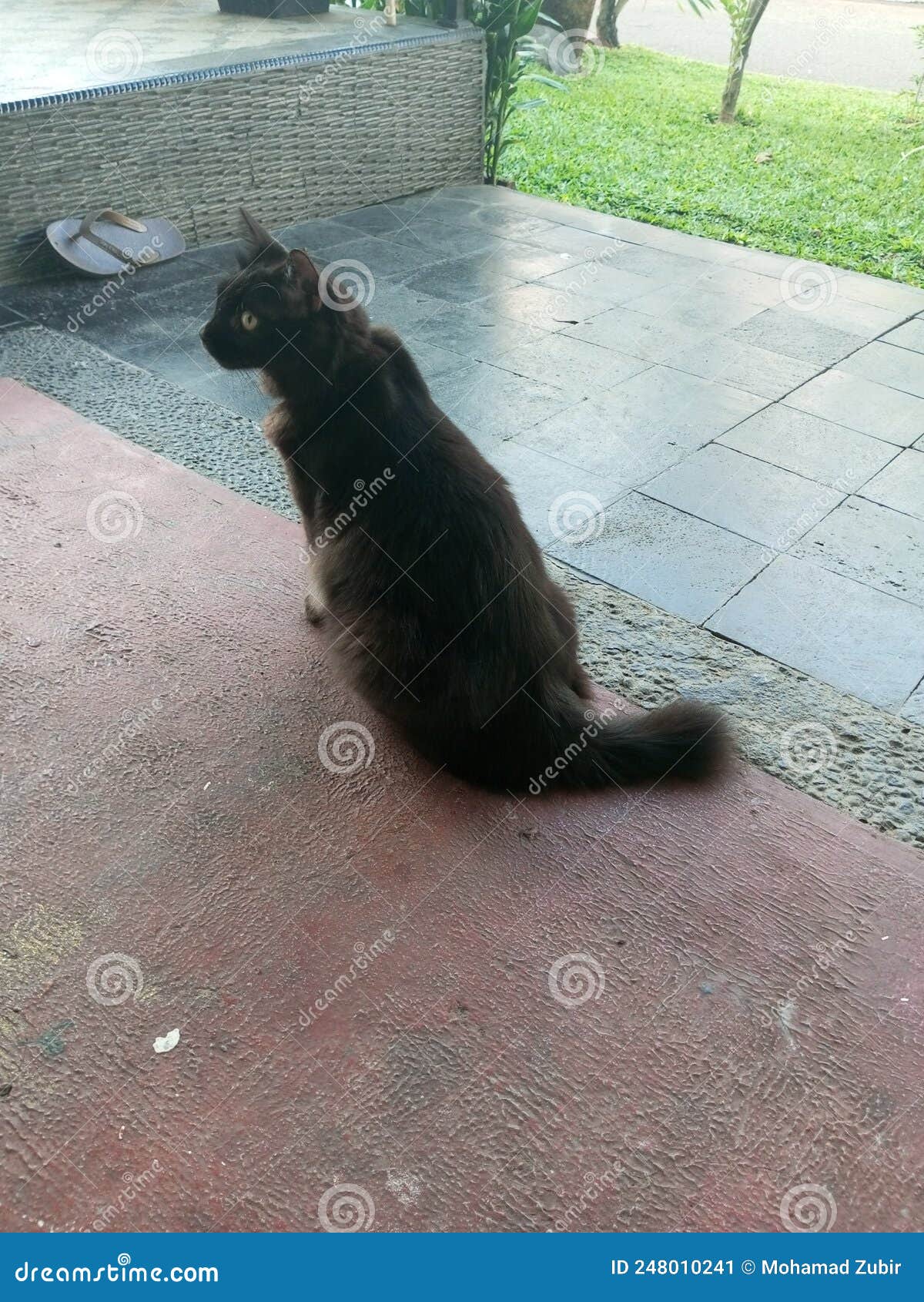 Mr Puma the Blackcat Big Fat Cat Sitting Cat Stock Image - Image of ...