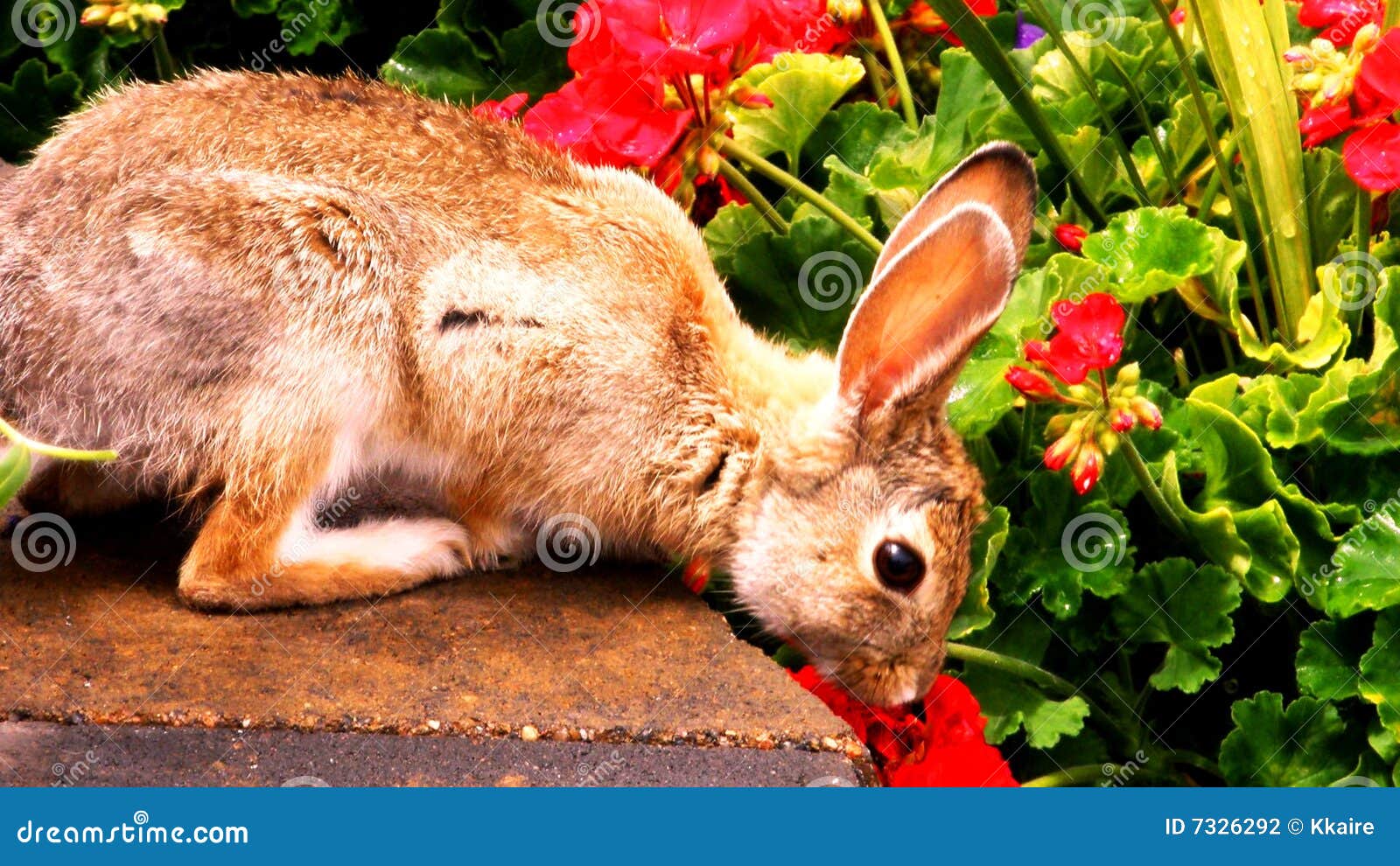 Mr Rabbit stock photo. Image of bunny, baby, rocks, ears - 7326292
