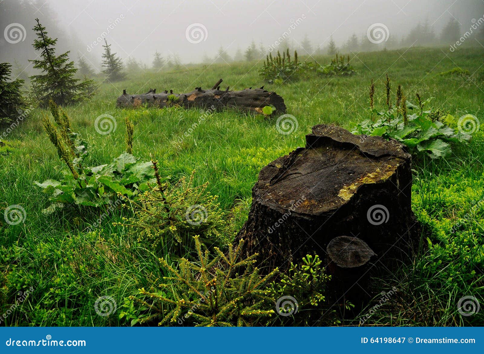 Mr. Stump stock image. Image of timber, bark, ground - 64198647