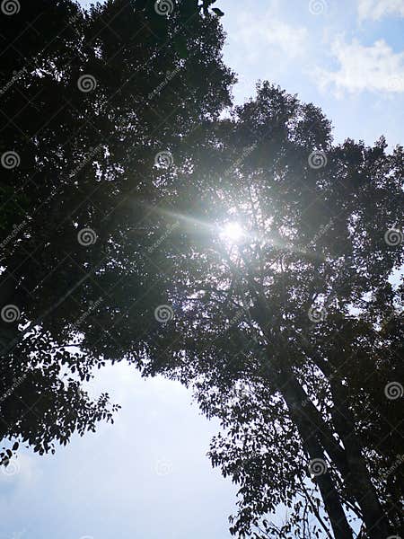 Mr Sun is Hiding Behind a Tree Stock Image - Image of hiding, forest ...