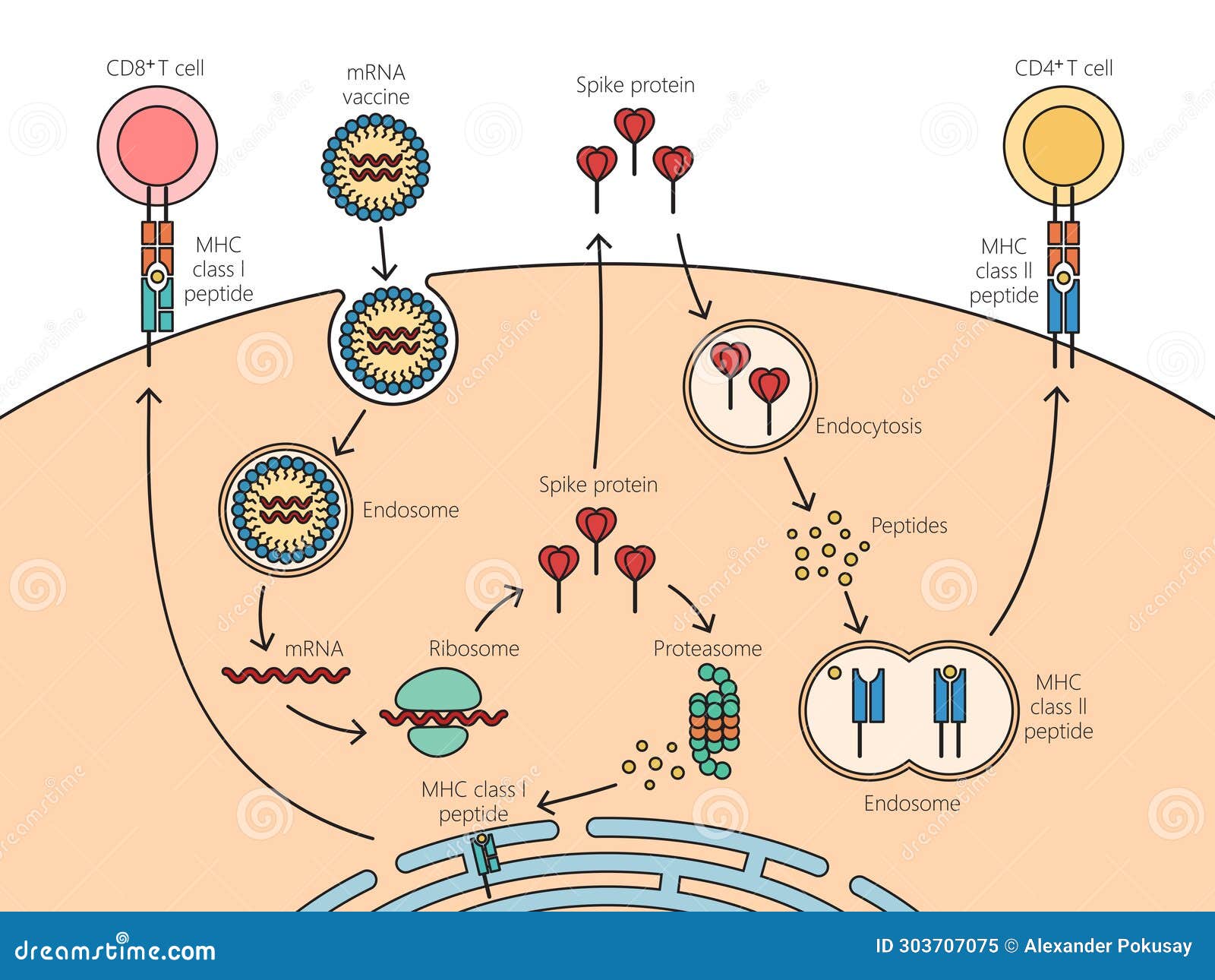 MRNA Vaccine Mechanism of Action Diagram Science Stock Illustration ... MRNA Vaccine Mechanism of Action Diagram Science Stock Illustration ...