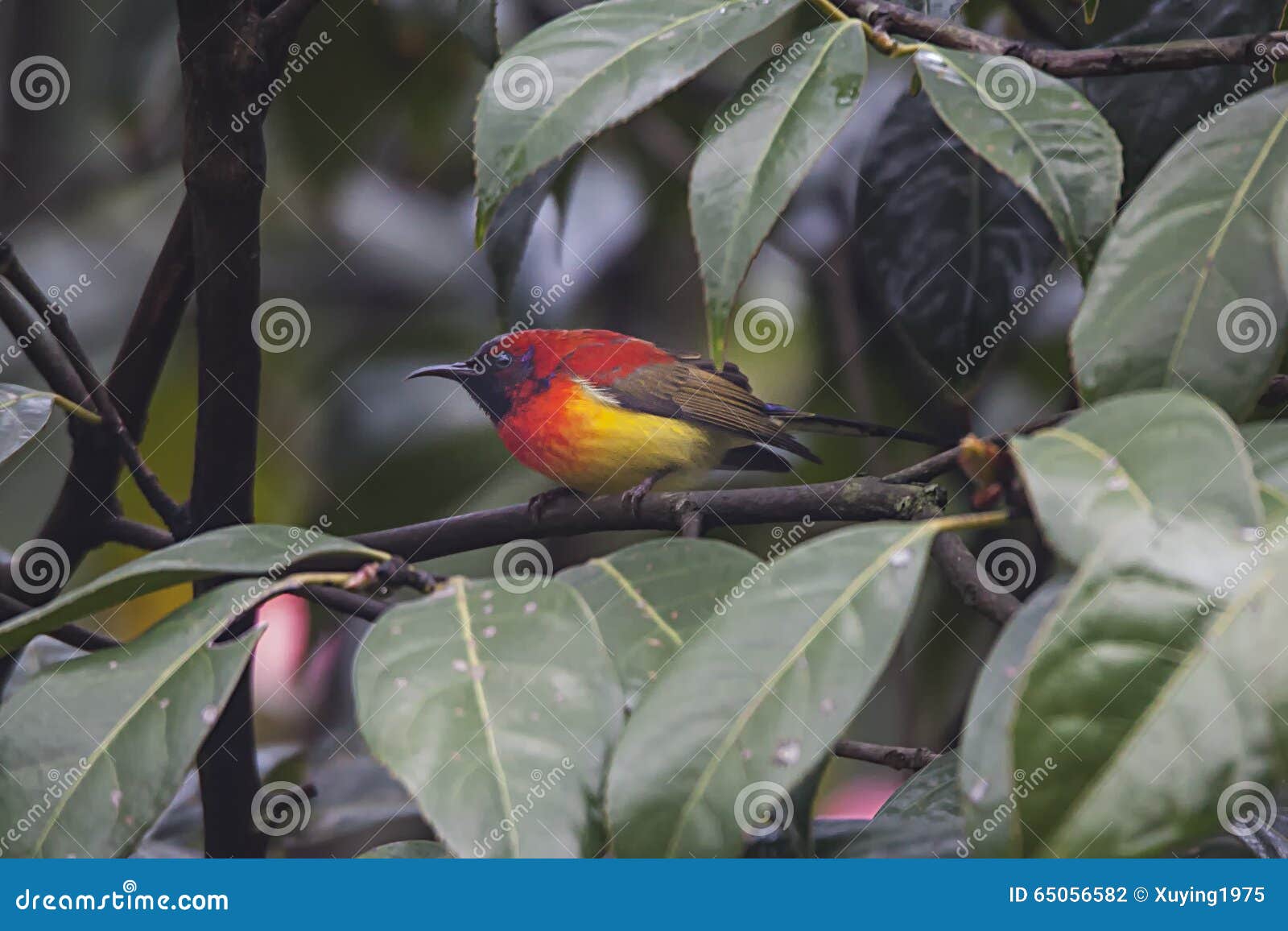 Mrs Gould s Sunbird stock photo. Image of birdwatching - 65056582