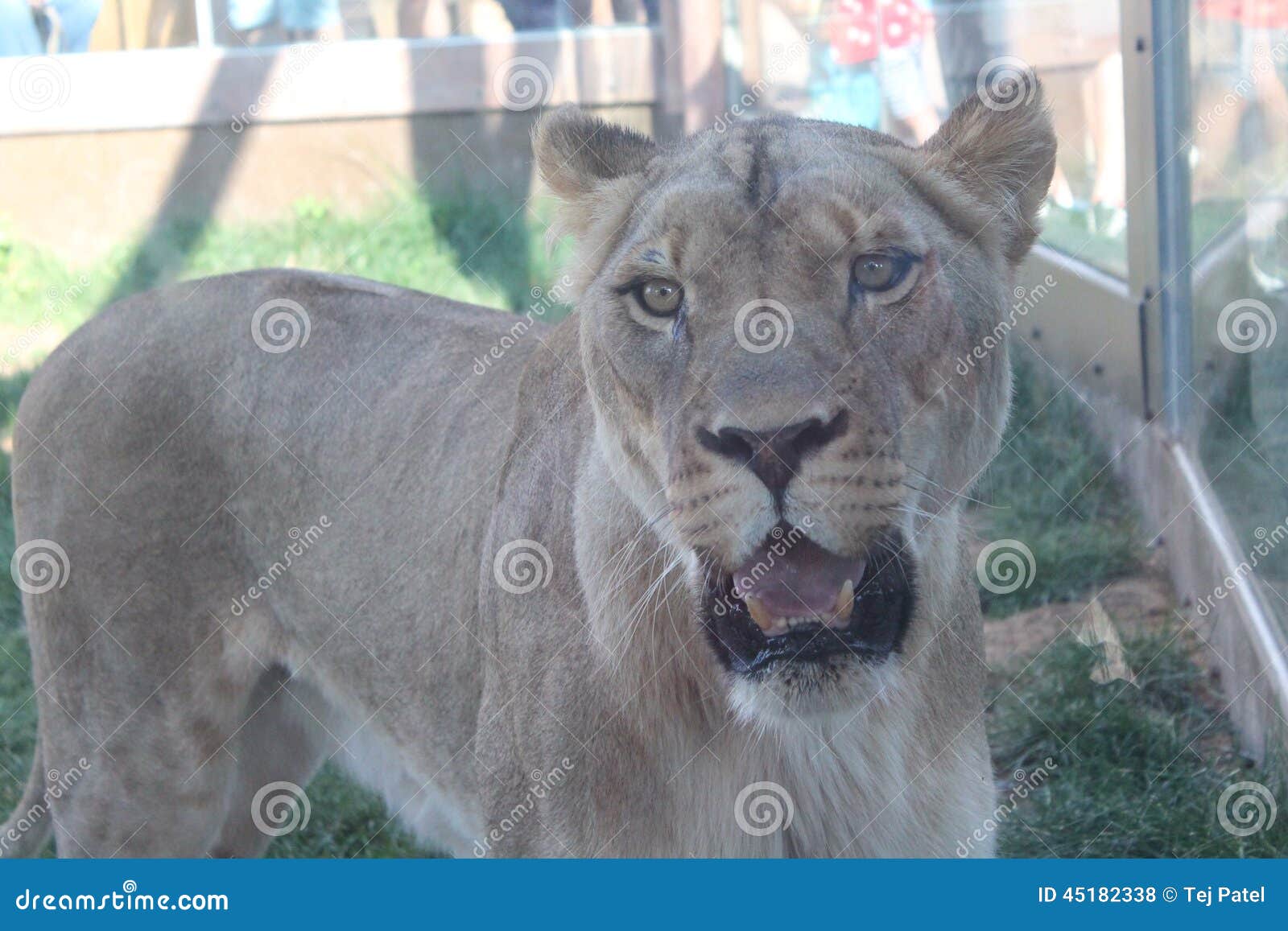 Mrs.Lion stock photo. Image of canont3, columbus, lookatme - 45182338