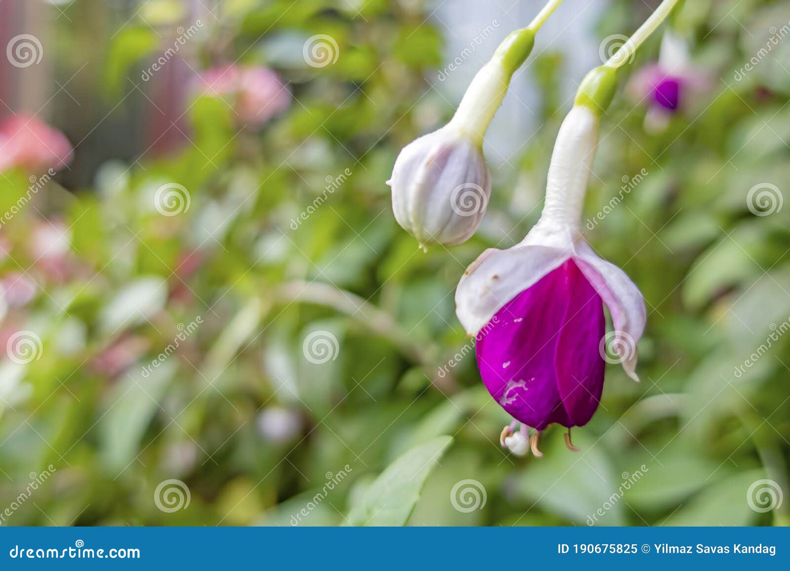 Fuchsia `Mrs Popple Plant Flowers Against The Background Of Green ...
