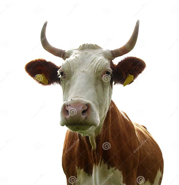 Ms. Cow stock photo. Image of body, close, animal, upper - 234138